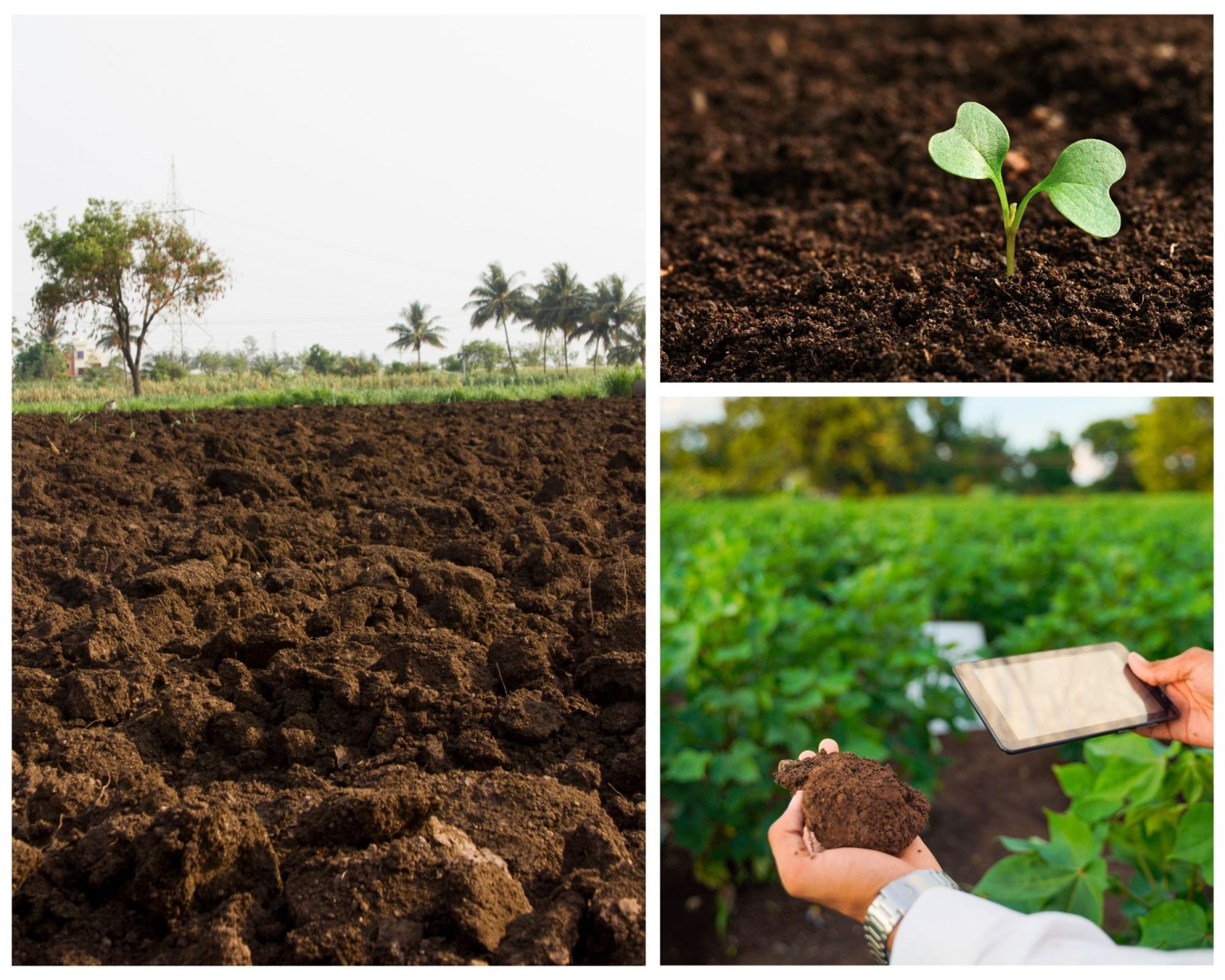 Coconut Shell Biochar: #1 Solution For Sustainable Farming