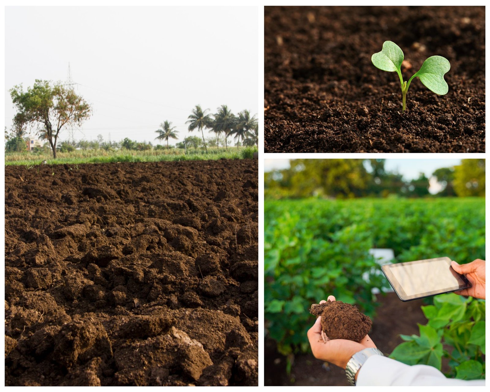 Coconut Shell Biochar: #1 Solution For Sustainable Farming